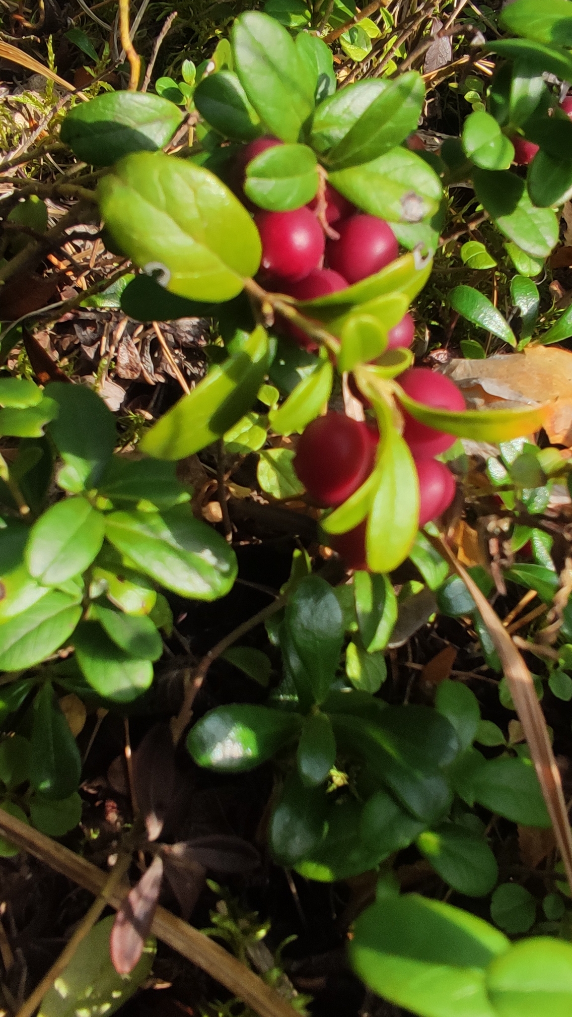 Карелия в сентябре.