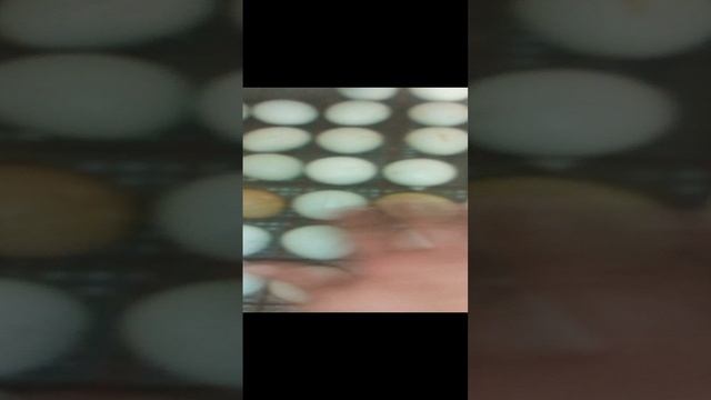 Инкубация кур пород - Леггорн, Амераукана, Легбар