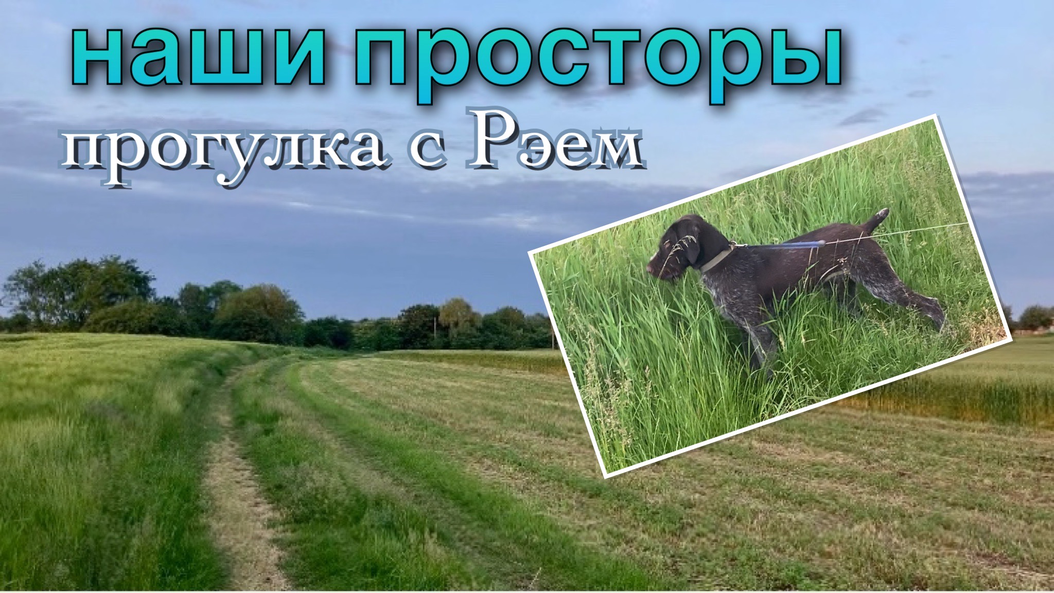 Жизнь на юге/Вечера на хуторе/Дратхаар Рэй/ ИЗ АРХИВА/