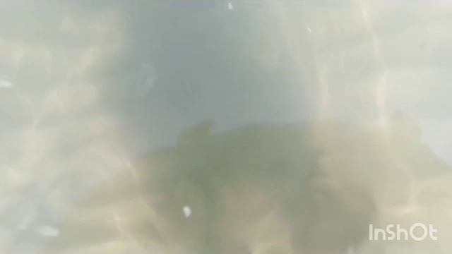 Чёрное море. Феодосия. Медузы. Июль 2023