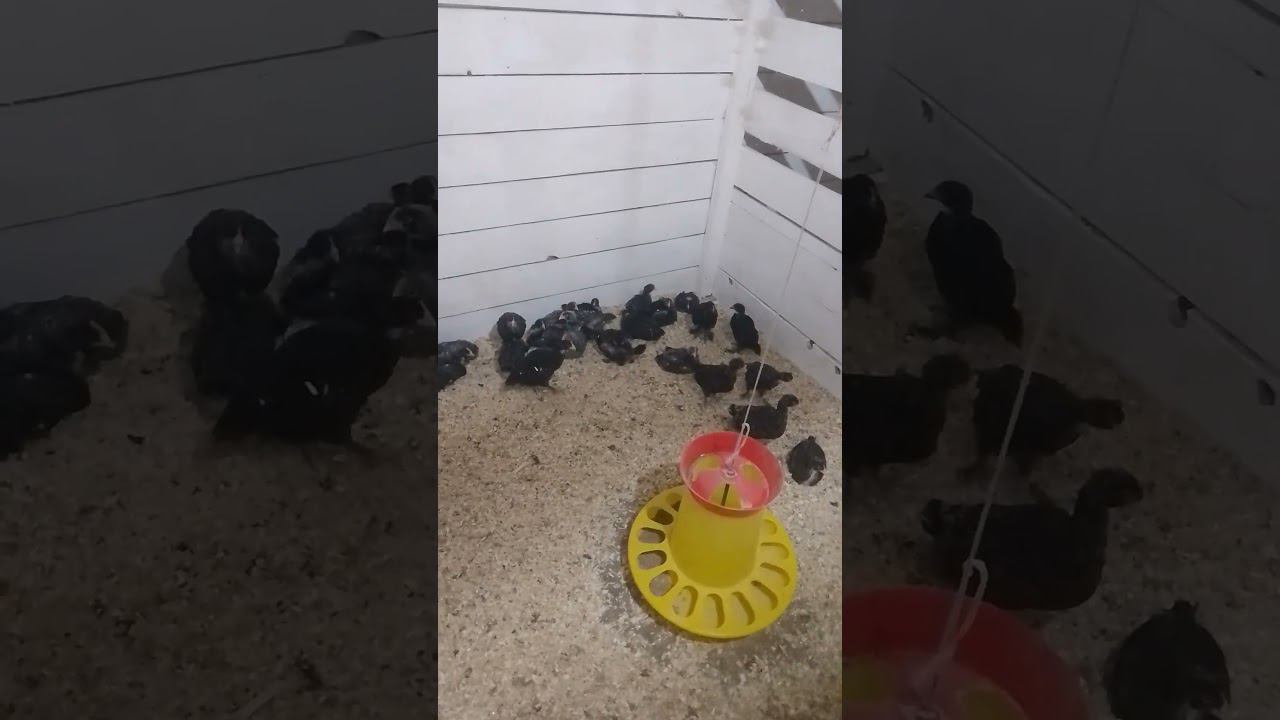маленькие цыпы #деревенскаяжизнь #цыплята #птицеводство #дача