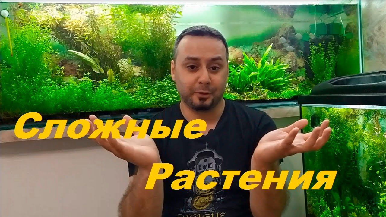 Растения из меристемы. Аквариумные неженки. (Архив от 20.08.2022)