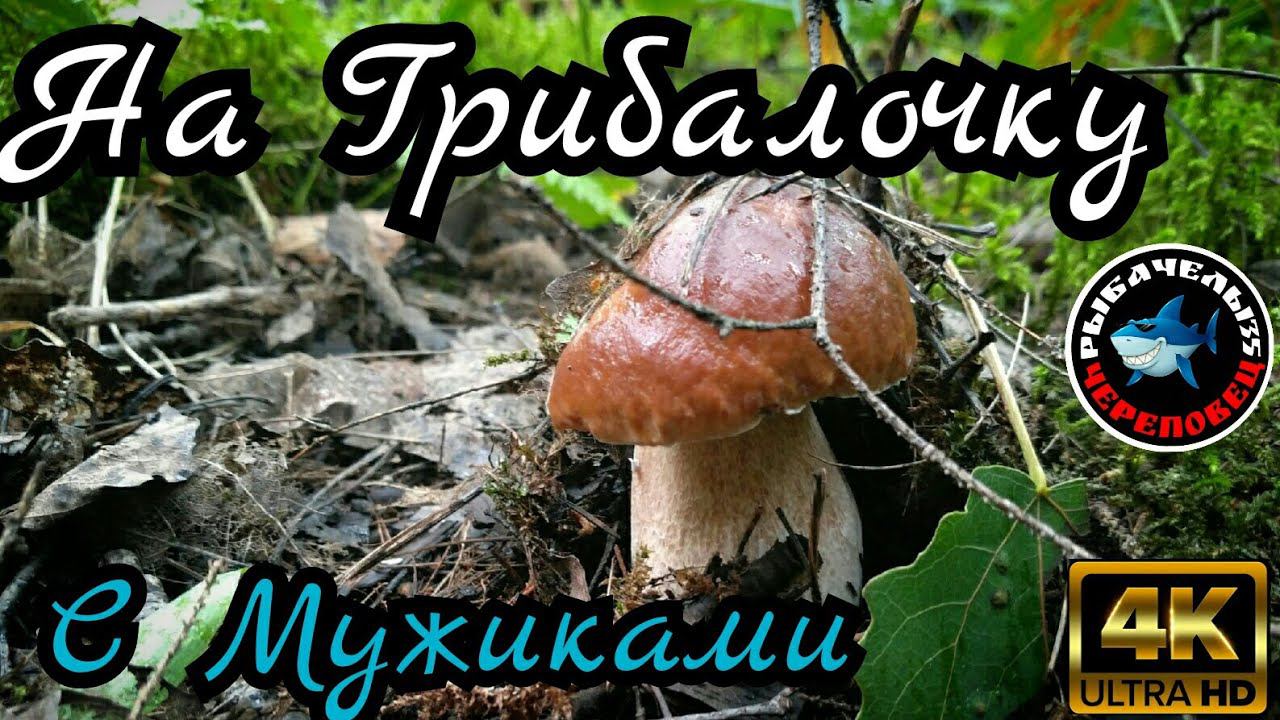 "ГрибаЧелы35" Поход в лес с мужиками за грибочками!!!  Грибалочка 2021в 4к!!!