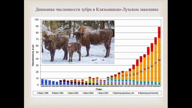 Европейские зубры Владимирской области