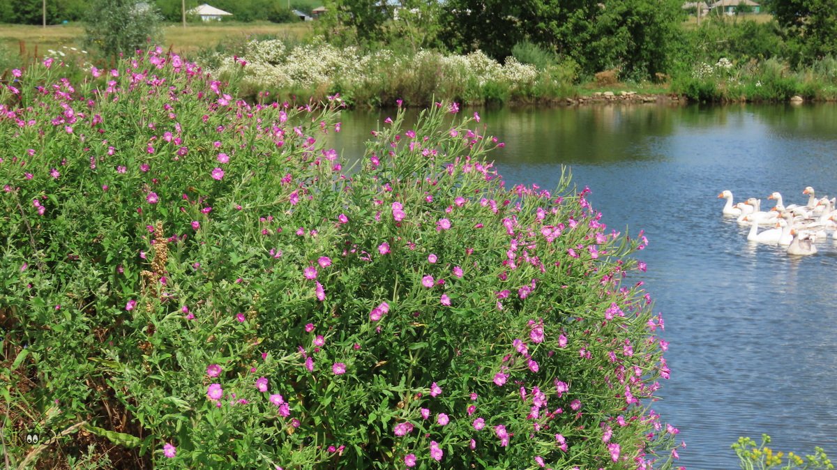 Кипрей болотный и трехреберник непахучий