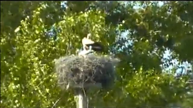 Аисты на гнезде