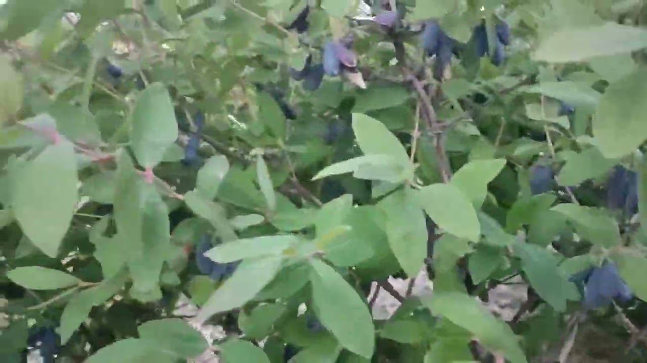 Бореал Бист - один из лучших сортов жимолости для Ростовской области