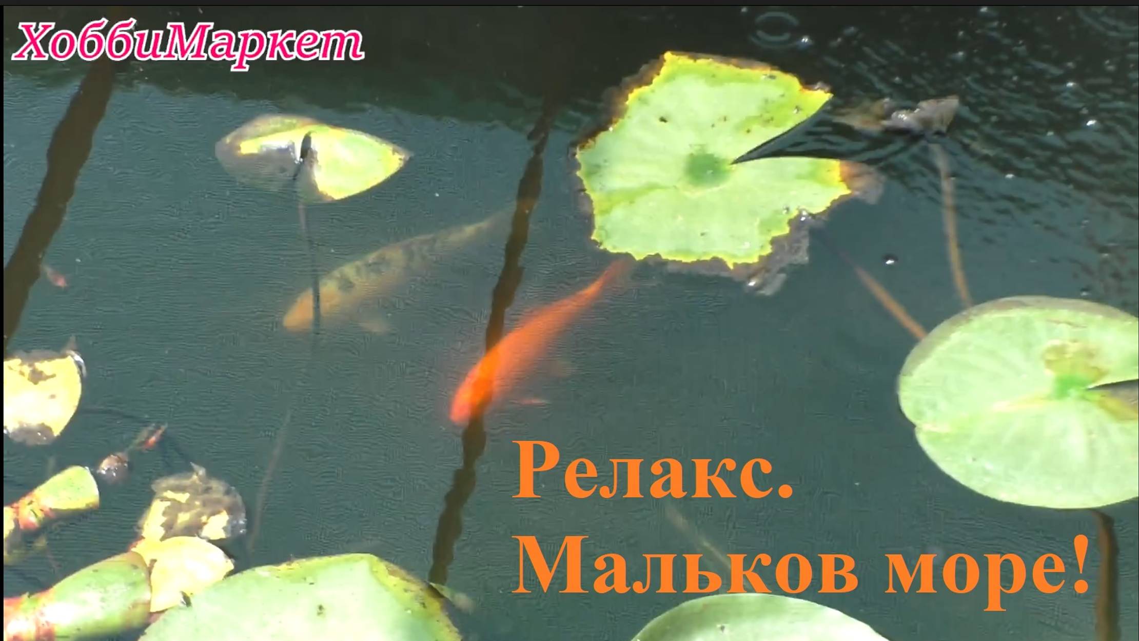 Релакс. Мы не ожидали, что столько наплодится мальков. ХоббиМаркет
