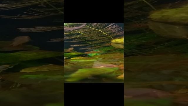 океанариум СПБ Питер