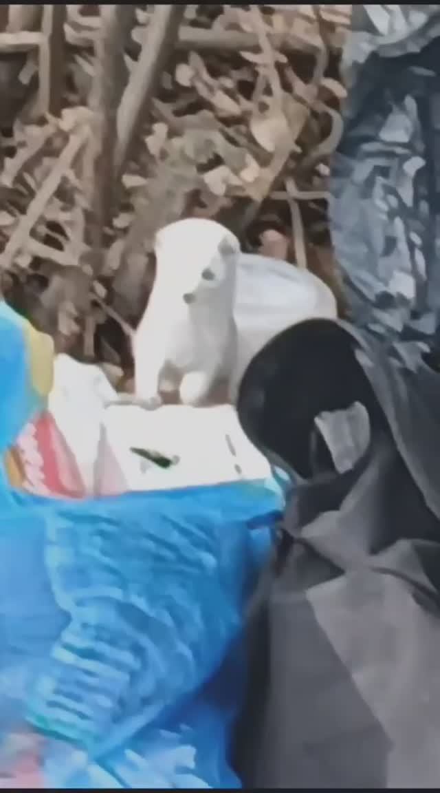 красотка на мусорке