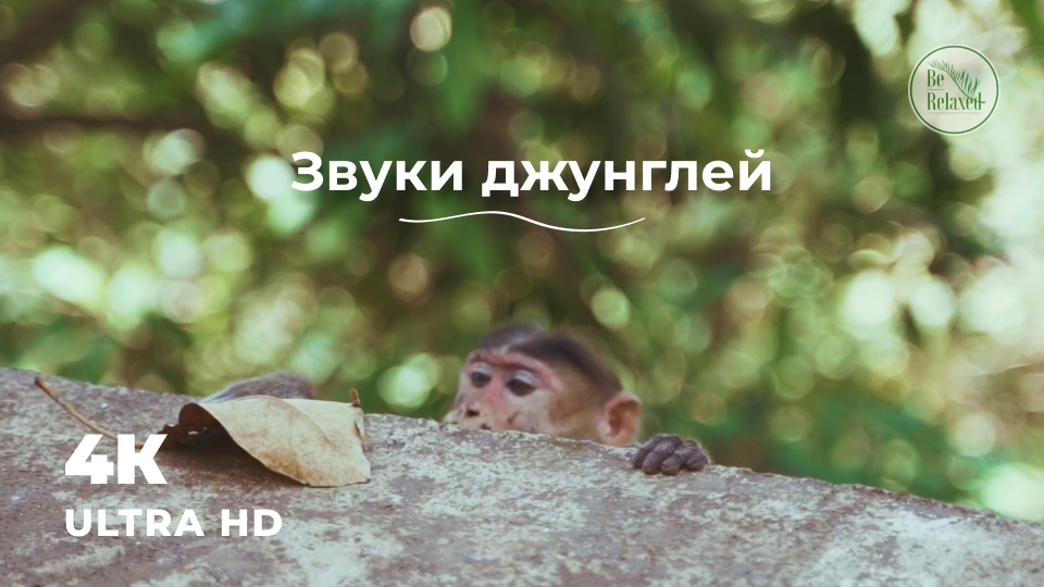 ГЛУБОКИЕ ДЖУНГЛИ | Звуки тропического леса | Звуки природы | Магический лес