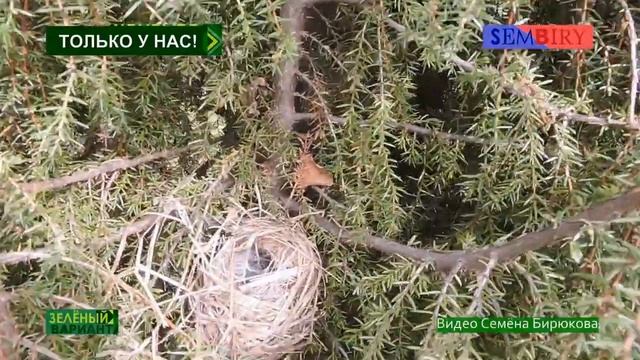 ГНЕЗДО ПТИЦЫ: ГДЕ НАШЛИ ДОМ? ЗЕЛЁНЫЙ ВАРИАНТ. СПЕЦ-ВЫПУСК от 31.05.2019