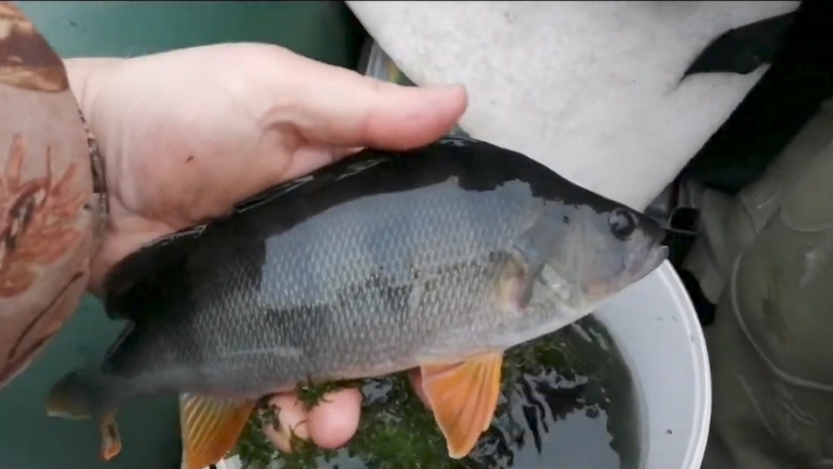 Чëрное озеро.(Ивановская обл.)