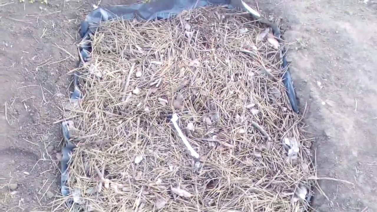 Как я посадила ГОЛУБИКУ