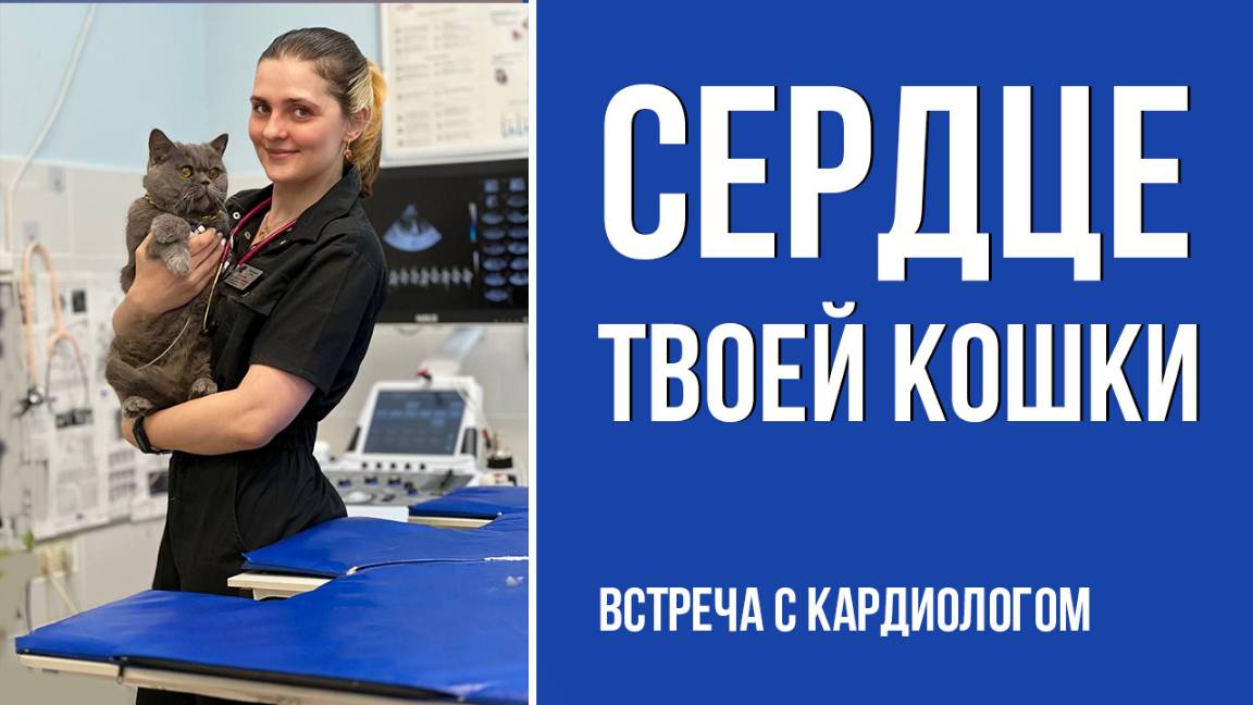 Все о болезнях сердца у кошек | Кардиолог ветеринар | О важном для владельцев кошек