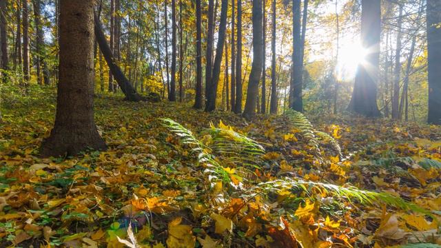 Квантовое исцеление энергией Земли АВРОРА