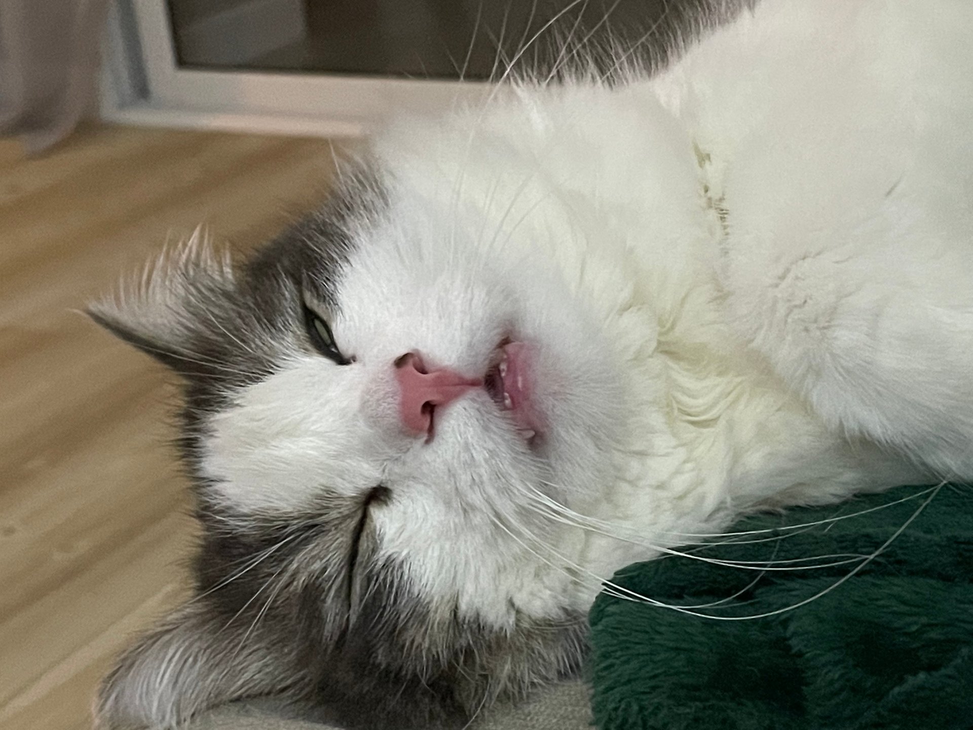 Кот и чесалка