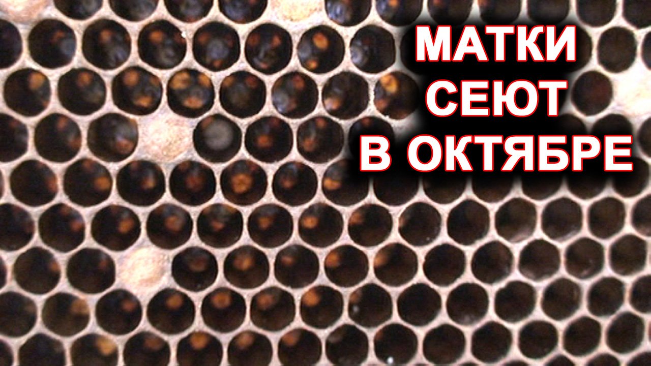 Матки сеют в октябре. Семьи гибнут.