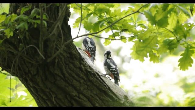 Санитары леса: знакомимся с большими пёстрыми дятлами