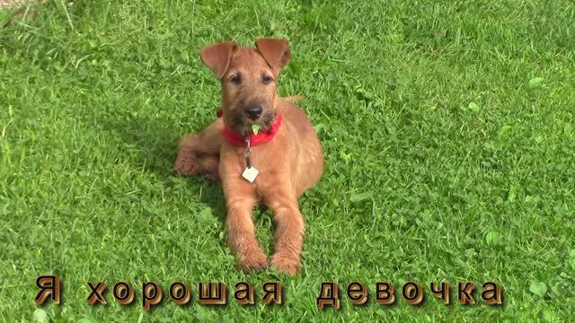 Ирландские терьеры : "Две бандитки на большом газоне "