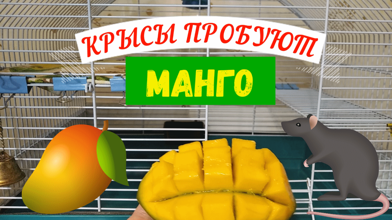 КРЫСЫ ПРОБУЮТ МАНГО