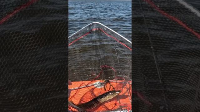 Подпишись, новое видео каждый день! 😉