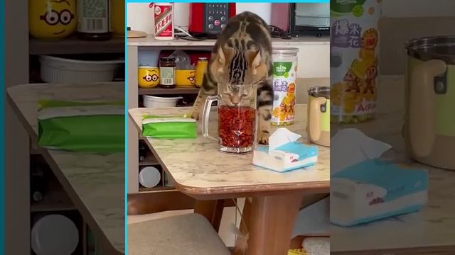 ?ты не ты, когда голоден?