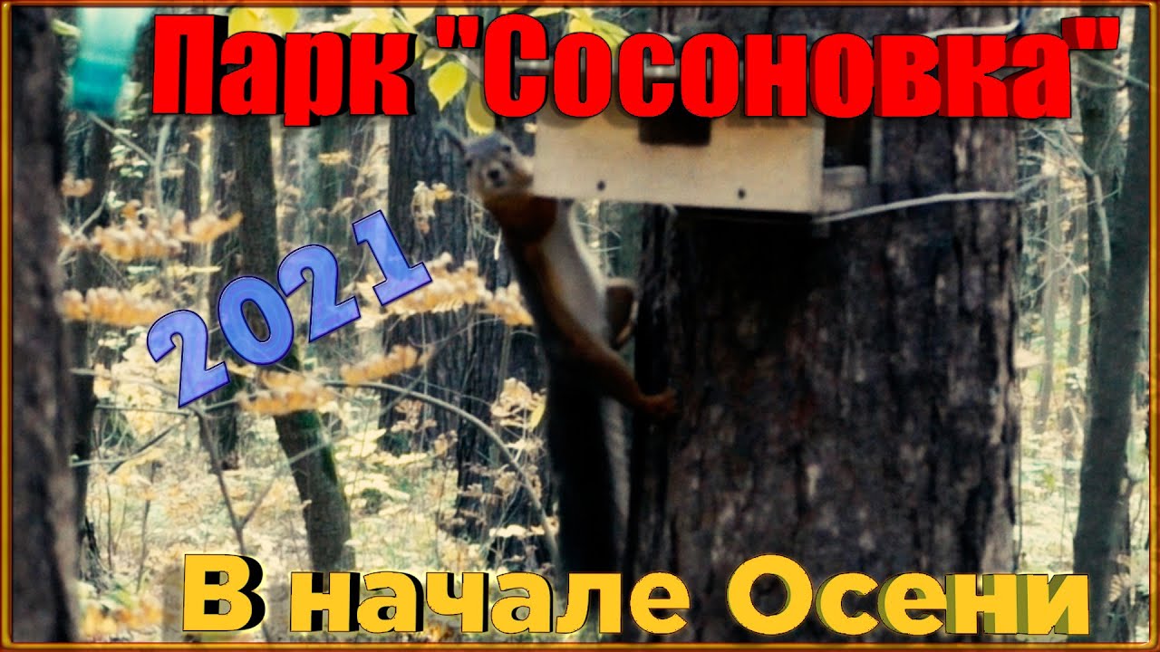 Парк "Сосновка": В начале Осени.