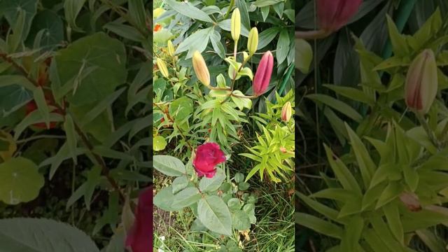 Красота. Цветы. Дача Клён. Волоколамский район. 09 июля 2024. Автор видео Pion4k. Часть 5