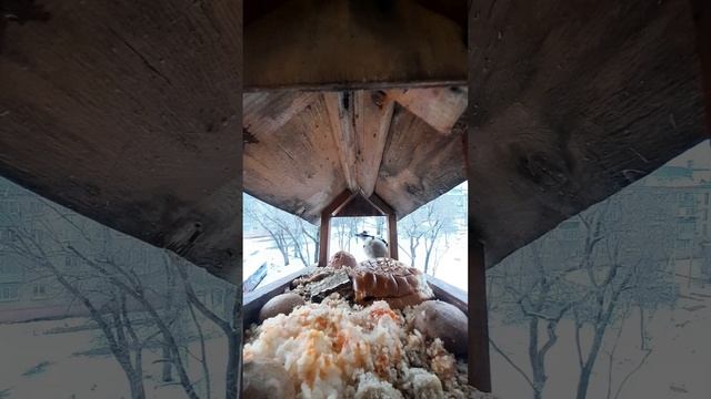 YouCut_20231204_160756056.mp4жизнь кормушки.04.12.2023г.