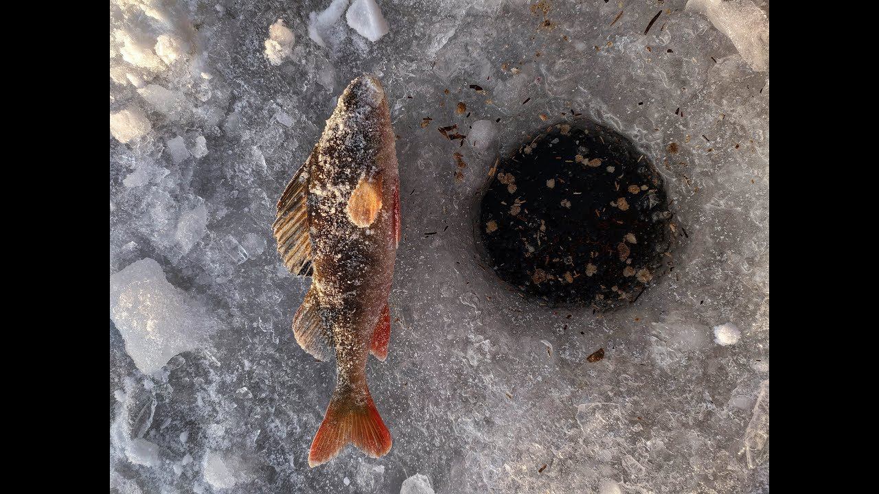 Первый лед и первый окунь. Открытие сезона твёрдой воды