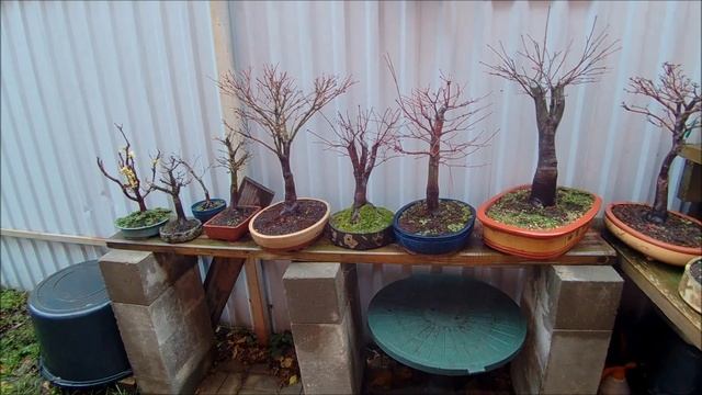 Зимовка бонсай в бытовке, сарае, погребе, холодильнике поздняя осень 2022 год