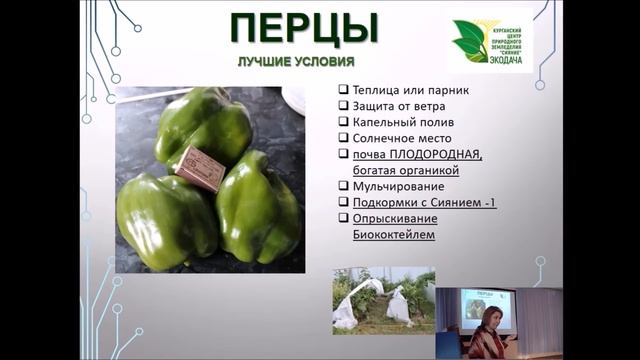 Выращиваем перцы без химии