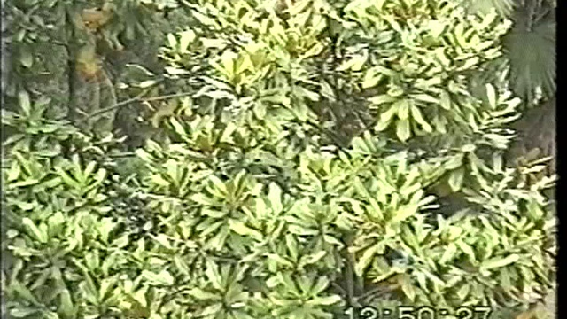 1994 Весна в Южном Китае. 1 серия. На продажу интеллекта