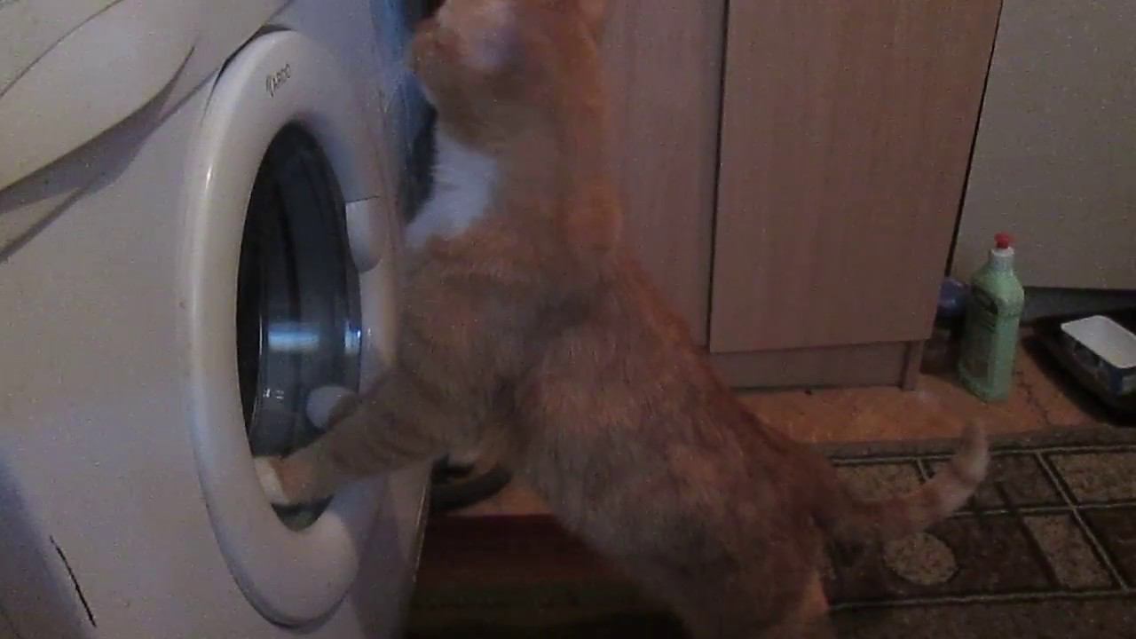 Рыжик хочет постирать, но не знает инструкцию