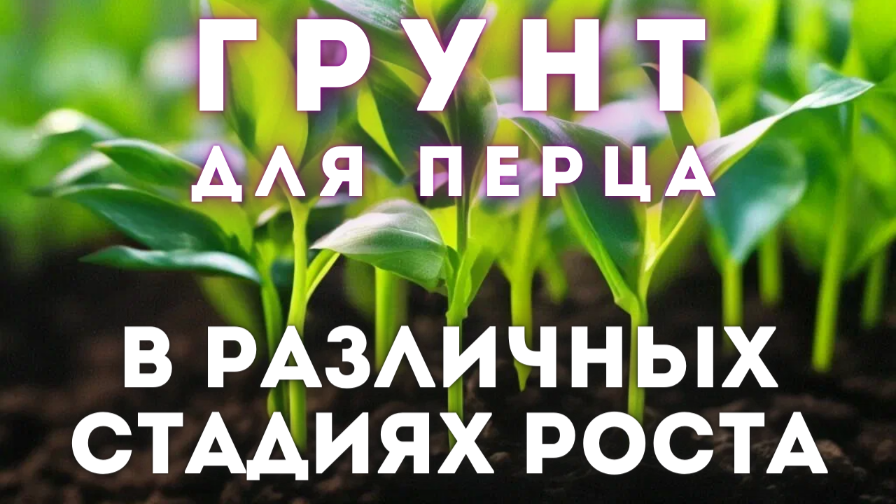 Какой нужен грунт для перца в различной стадии роста?
