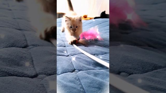 Мяу! Вот это я люблю?
#shorts #кокос #котики