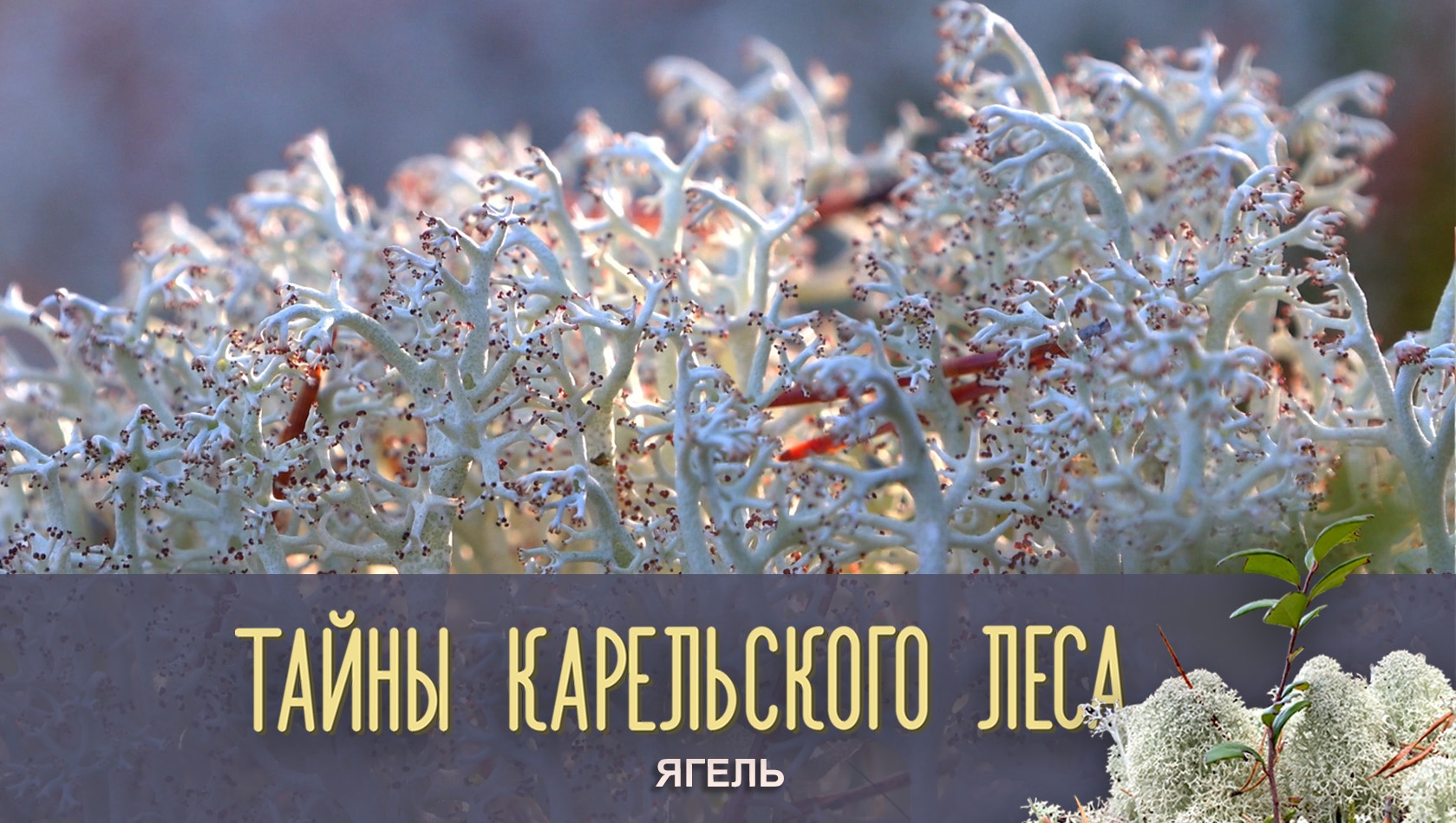 ЯГЕЛЬ | Тайны карельского леса