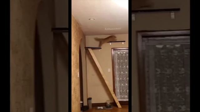 Котодром👍👍