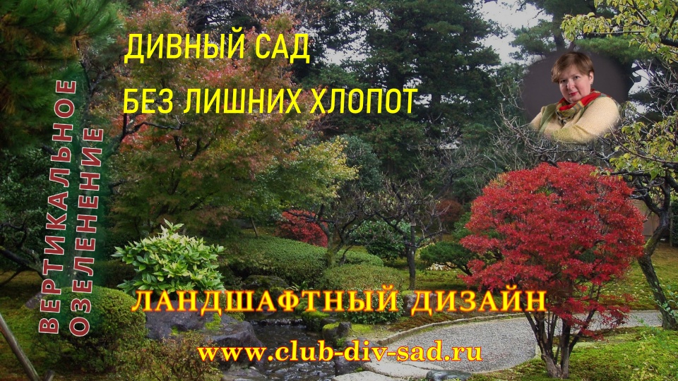 ЛАНДШАФТНЫЙ ДИЗАЙН. Вертикальное Озеленение