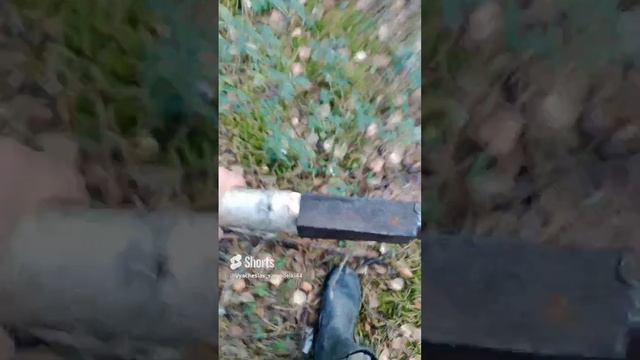 Как взять чагу березовый гриб, если она высоко