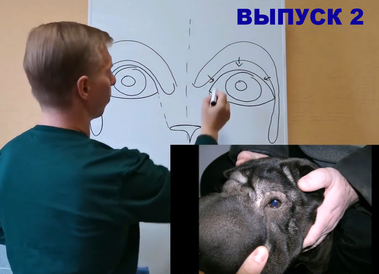 Другая офтальмология. Выпуск 2. Пластика век у собак и кошек.