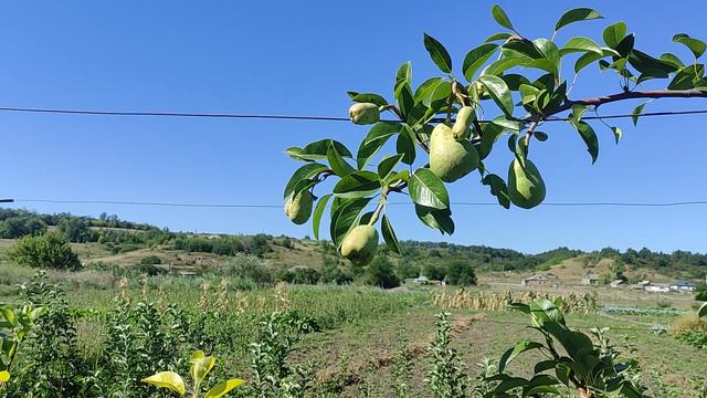 Результат вторичного цветения на грушах.