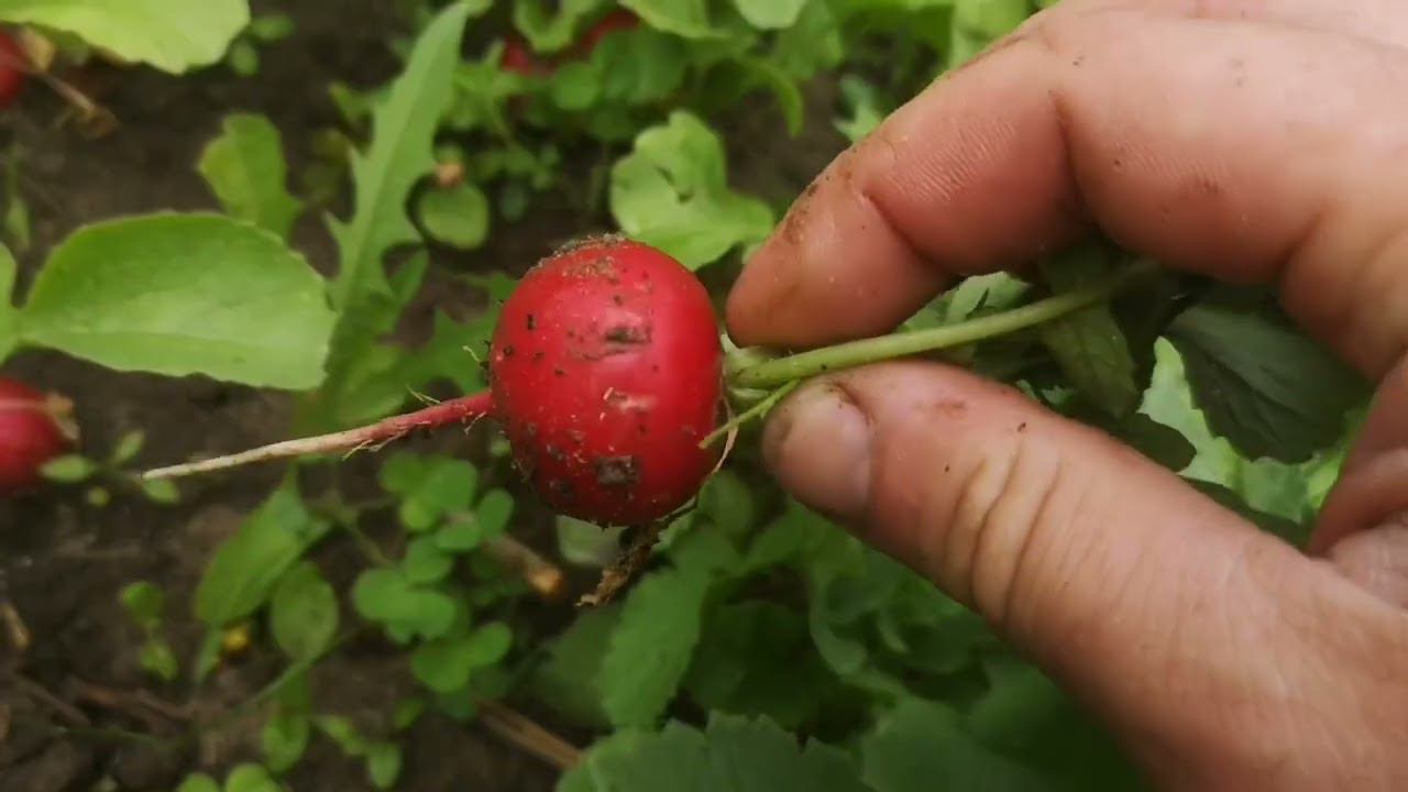 Редиска - какой сорт выбрать