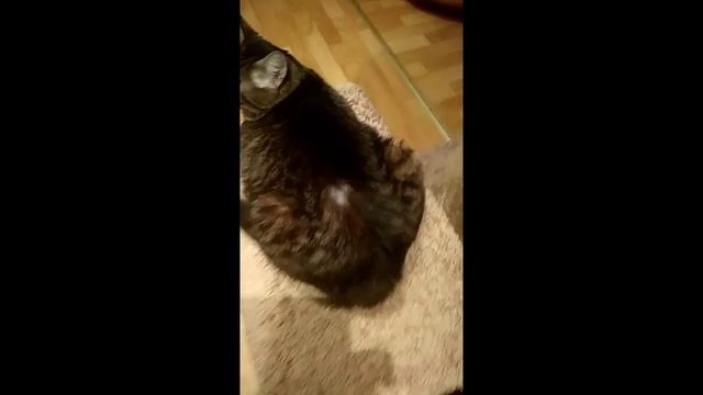 Проплешины у взрослой кошки.mp4