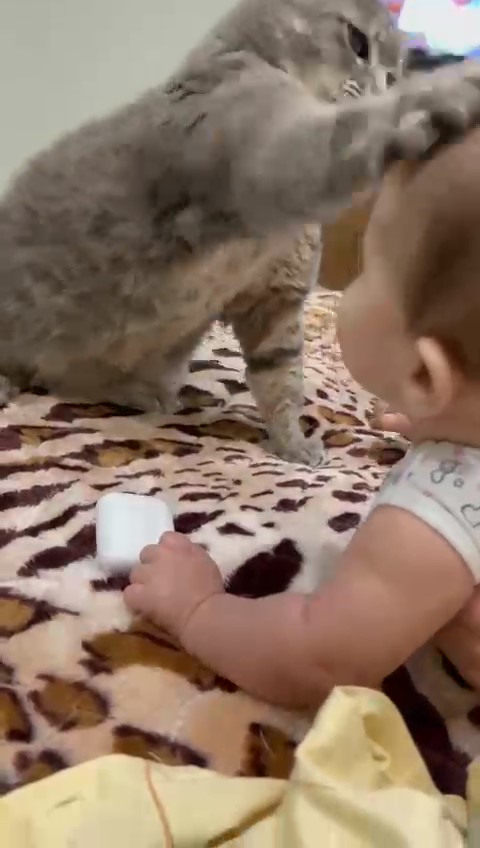 Кошка не выдержала издевательства.