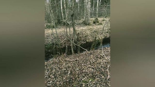 Первые весенние грибы.🌲🌲🌲