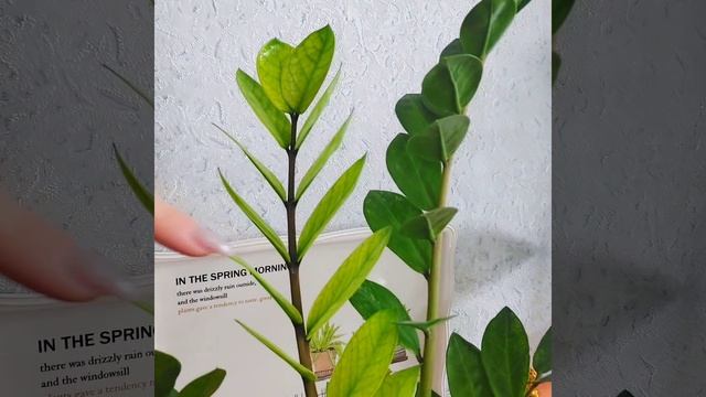 ? #Замиокулькас Акебоно/Хамелеон дал #лист по сорту!? #ароидные #суккуленты #цветы #растения