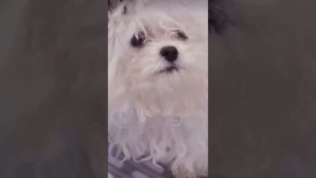 Подборка милых собак