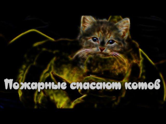 Пожарные спасают котов